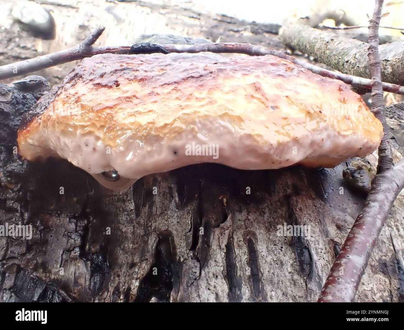 Red-banded Polypore (Fomitopsis pinicola Stock Photo - Alamy
