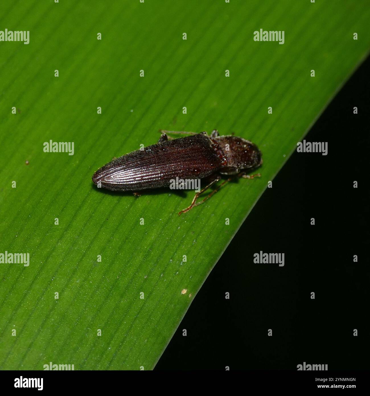 Click Beetles (Elateridae Stock Photo - Alamy
