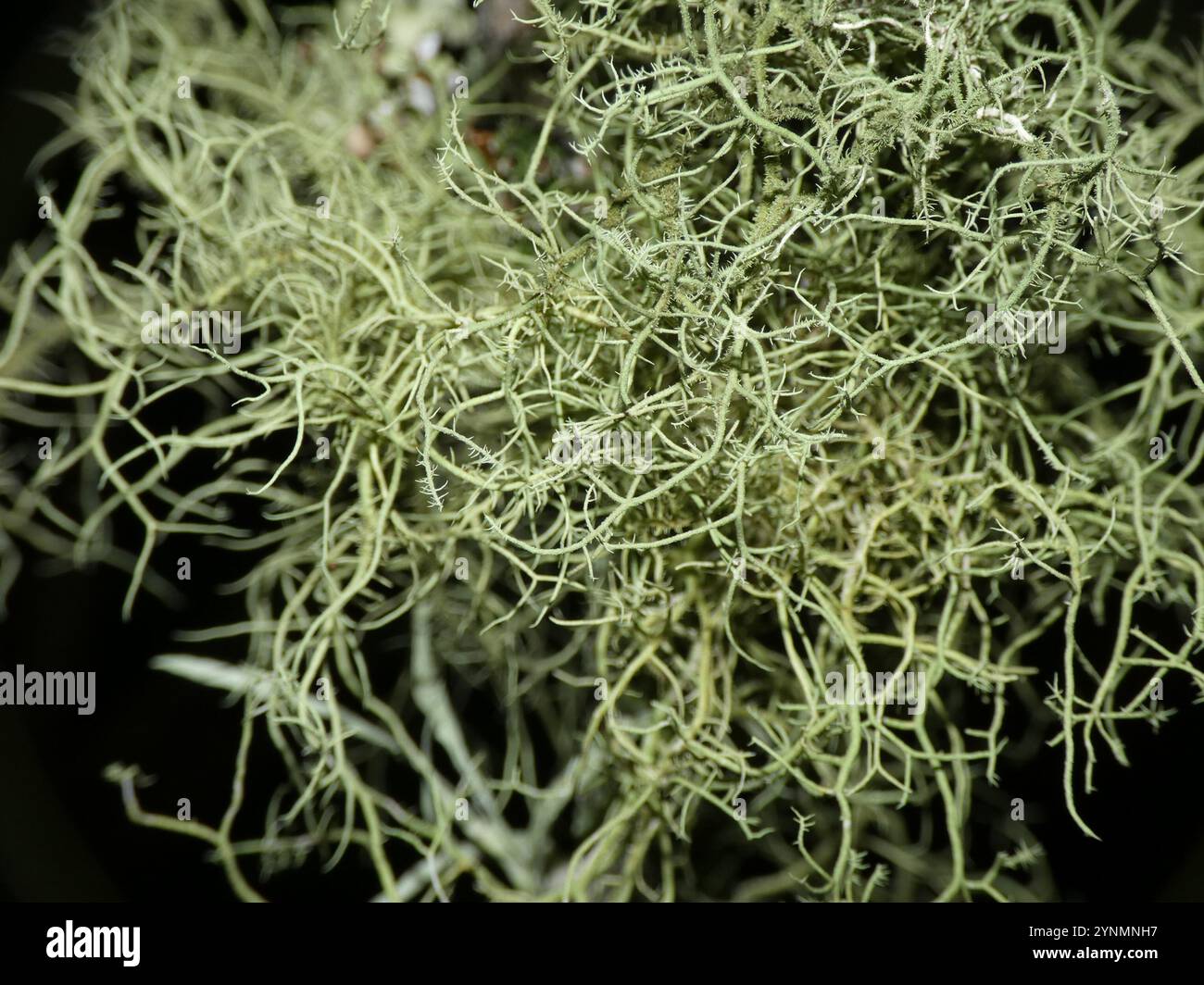 beard lichens (Usnea Stock Photo - Alamy