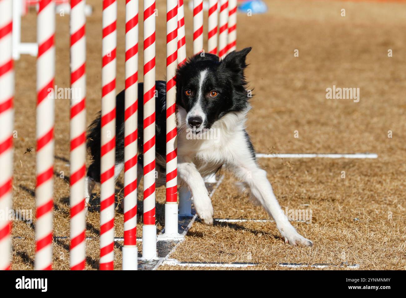 Black and white border collie in red and white weave poles in the dead ...