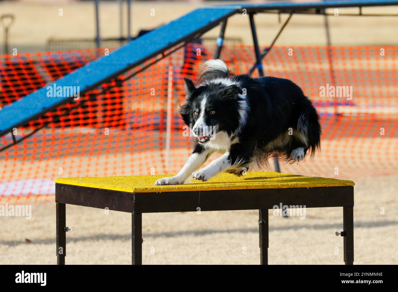 Border collie agility landing hi-res stock photography and images - Alamy