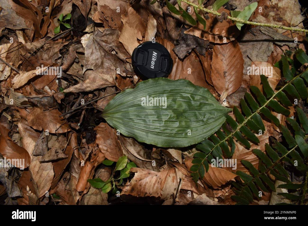 putty root (Aplectrum hyemale Stock Photo - Alamy