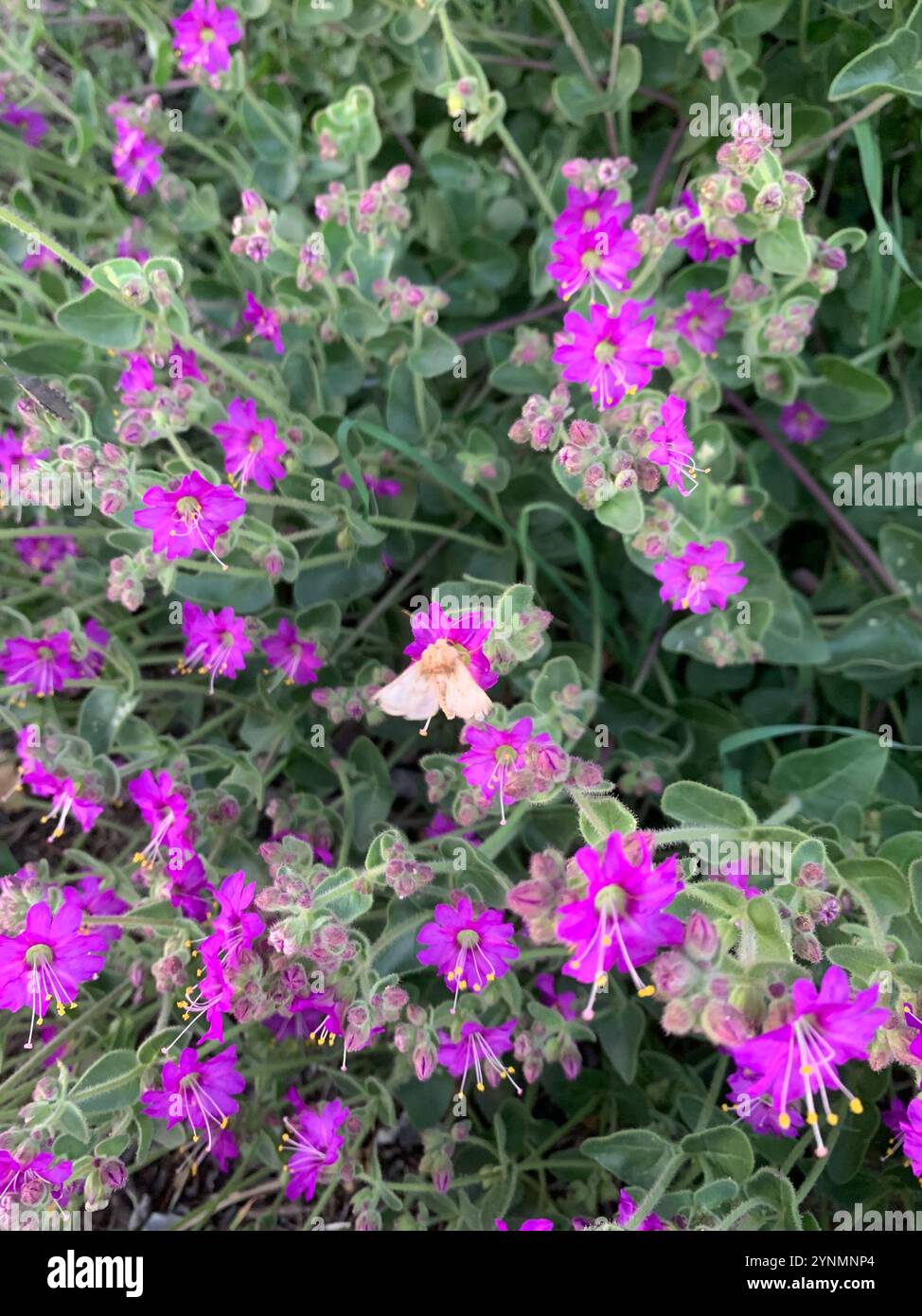 Tobacco Budworm Moth (Chloridea virescens Stock Photo - Alamy