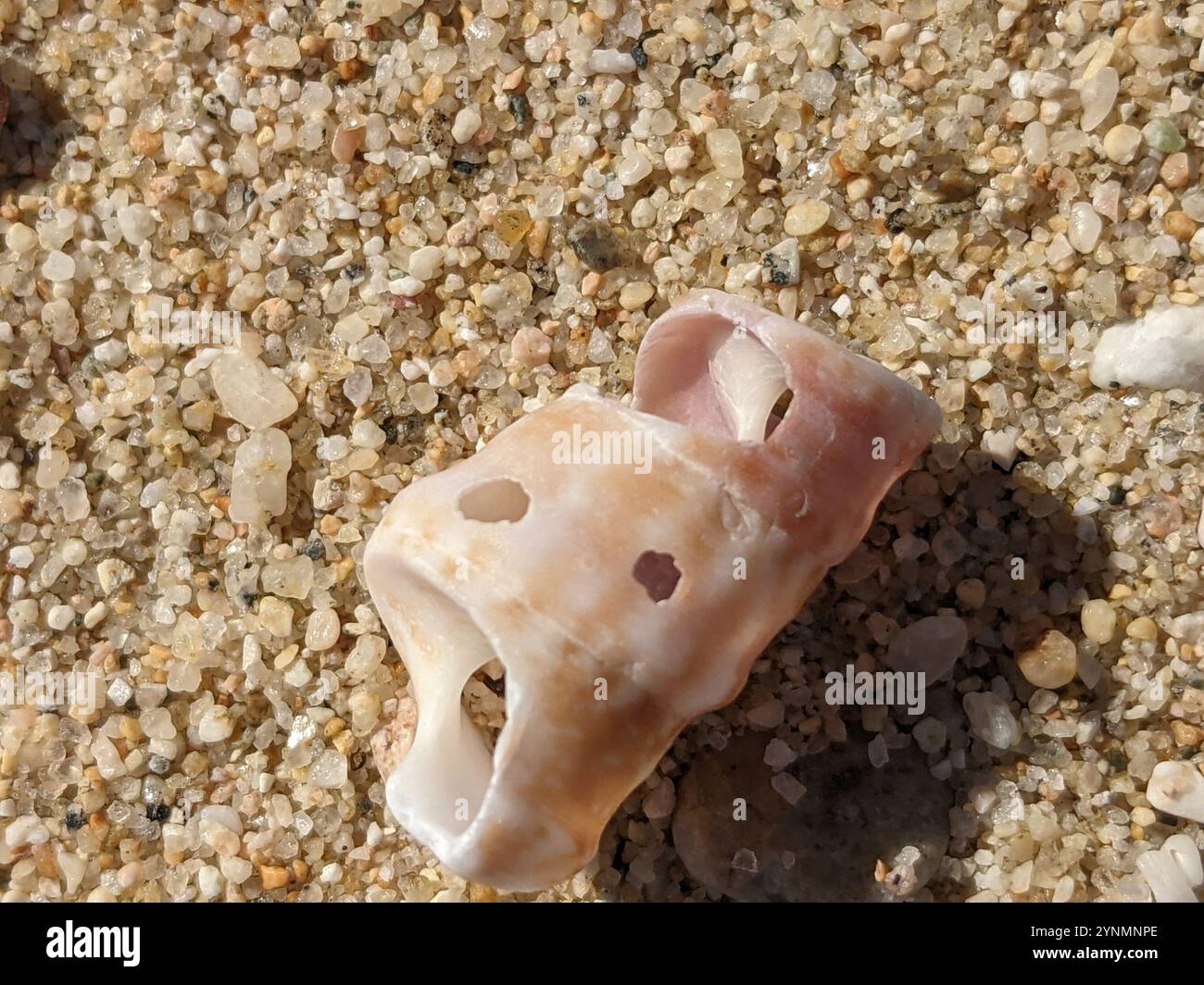 Tower Snails (Turritellidae Stock Photo - Alamy