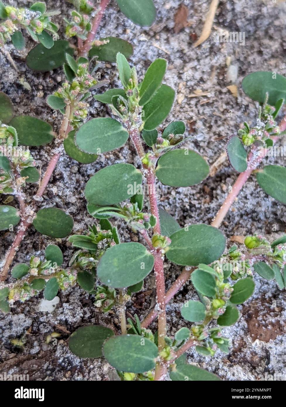 prostrate sandmat (Euphorbia prostrata Stock Photo - Alamy