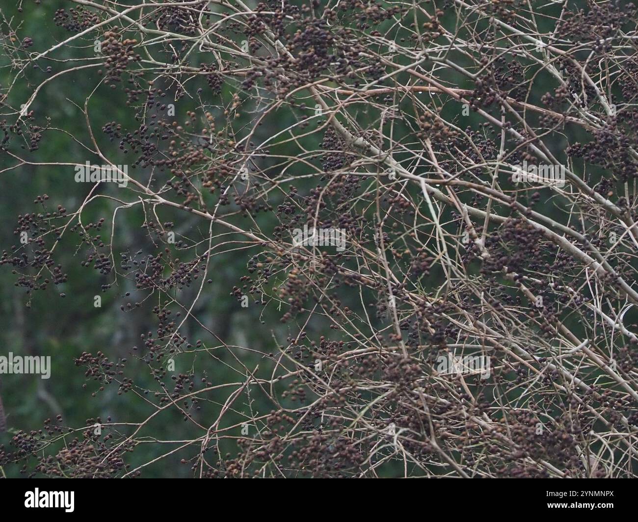 Subcostate Crape Myrtle (Lagerstroemia subcostata Stock Photo - Alamy
