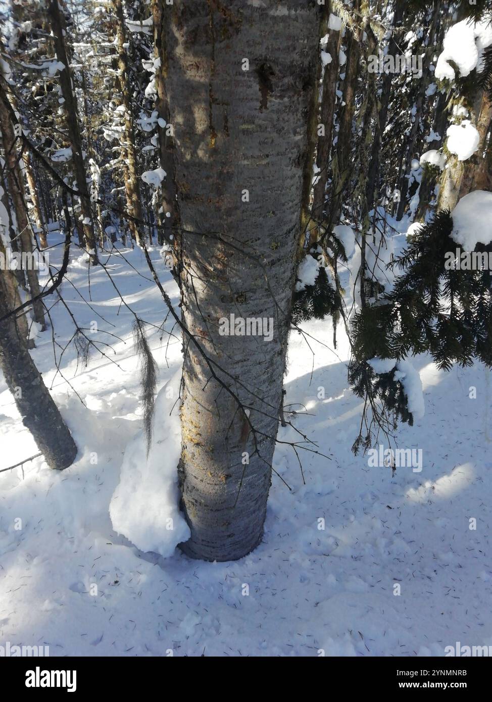 Siberian fir (Abies sibirica Stock Photo - Alamy