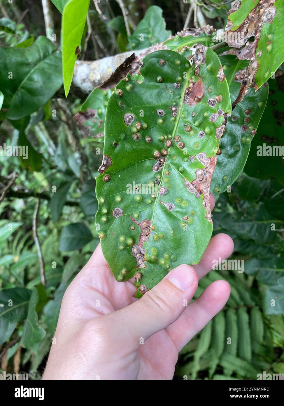 Sea Grape Gall Midge (Ctenodactylomyia watsoni Stock Photo - Alamy