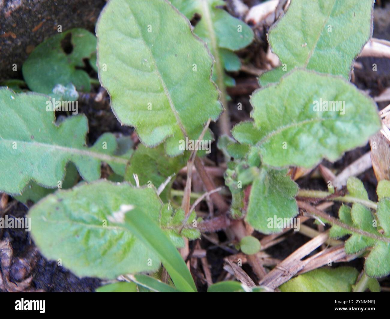 Oriental false hawksbeard (Youngia japonica Stock Photo - Alamy