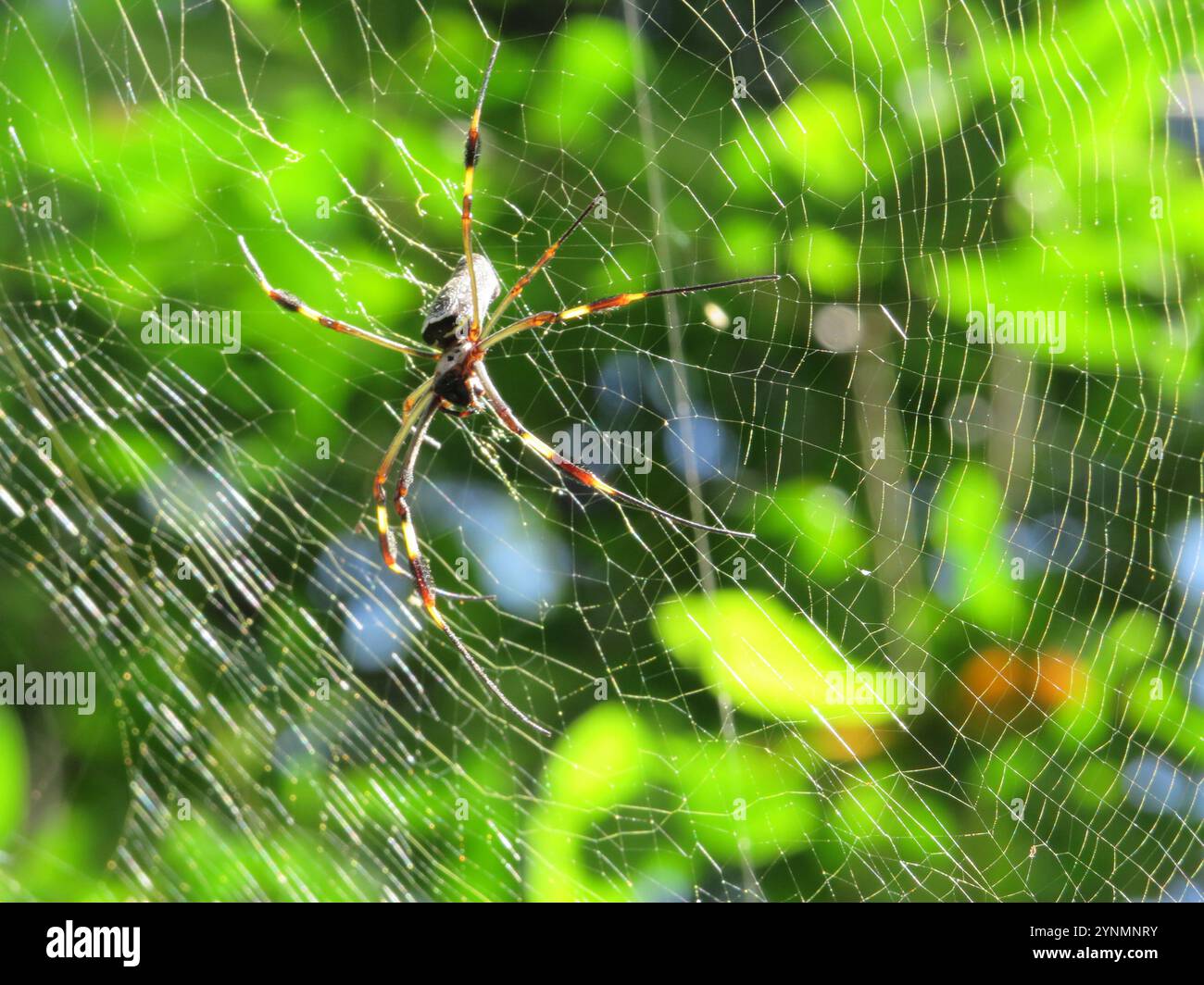 Golden Silk Spider (Trichonephila clavipes Stock Photo - Alamy