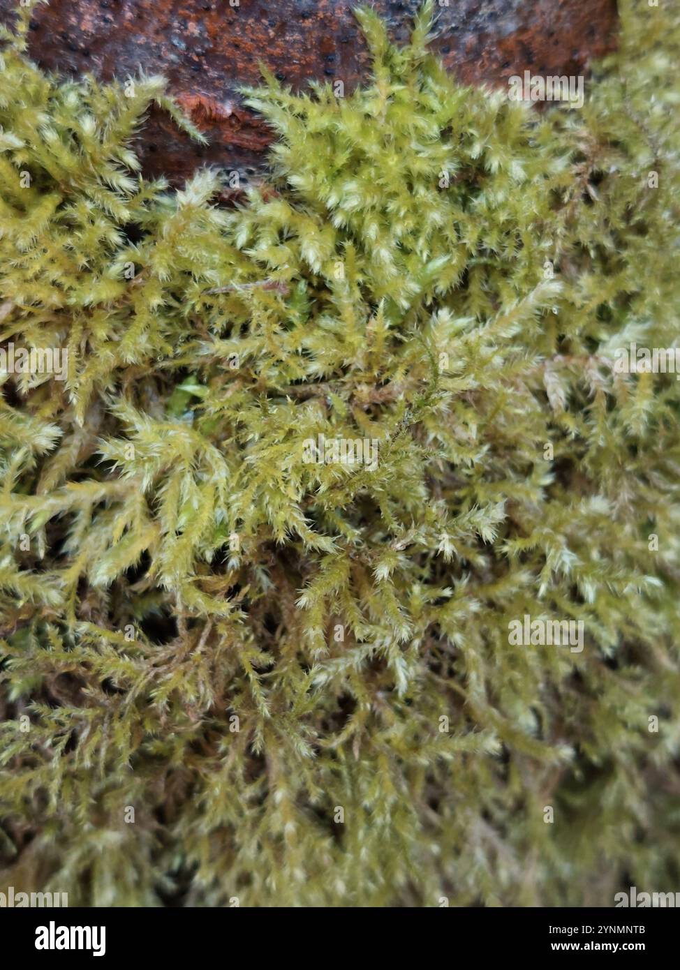 Rough-stalked Feather-moss (Brachythecium rutabulum Stock Photo - Alamy