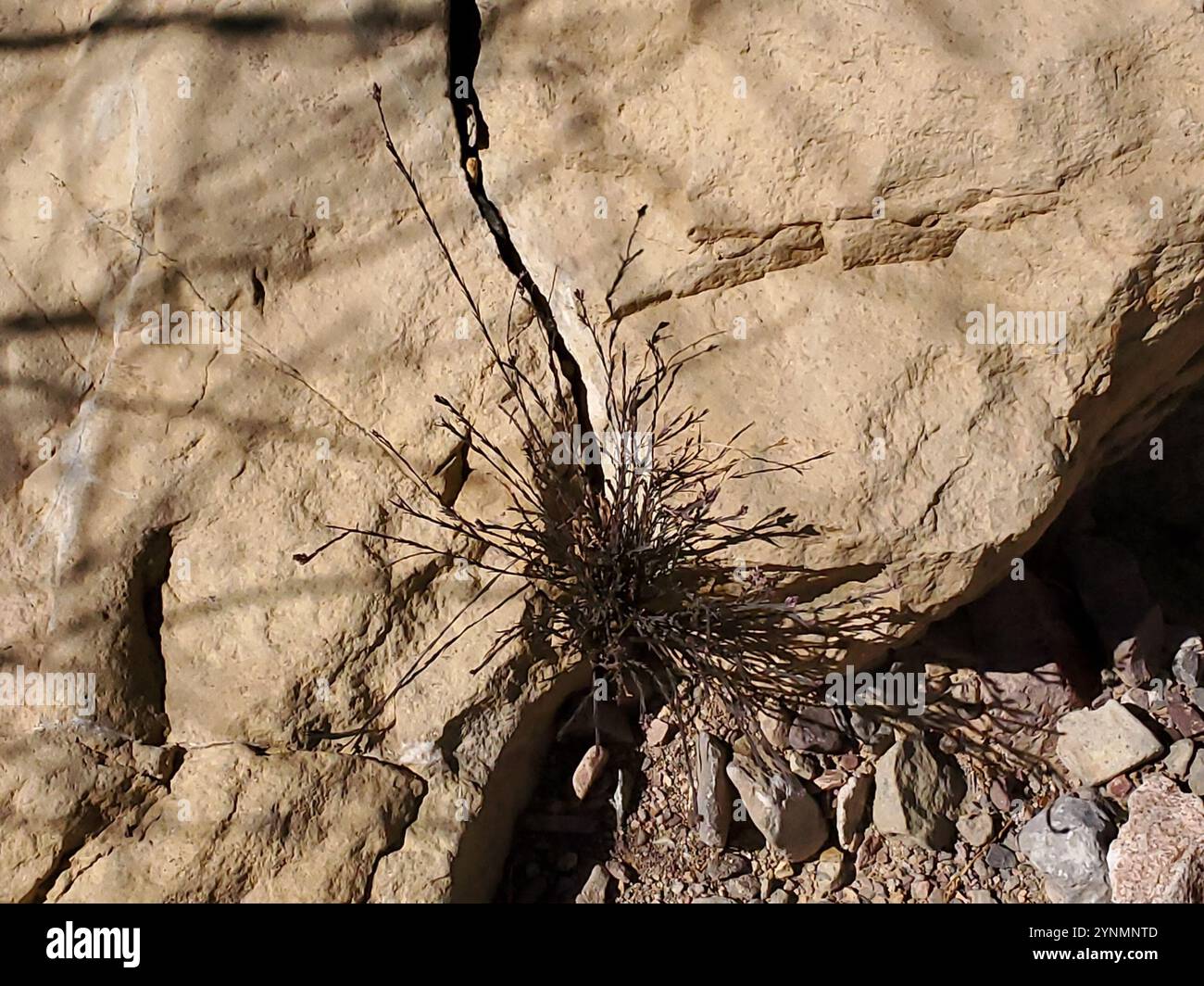 Broom Milkwort (Senega scoparioides Stock Photo - Alamy