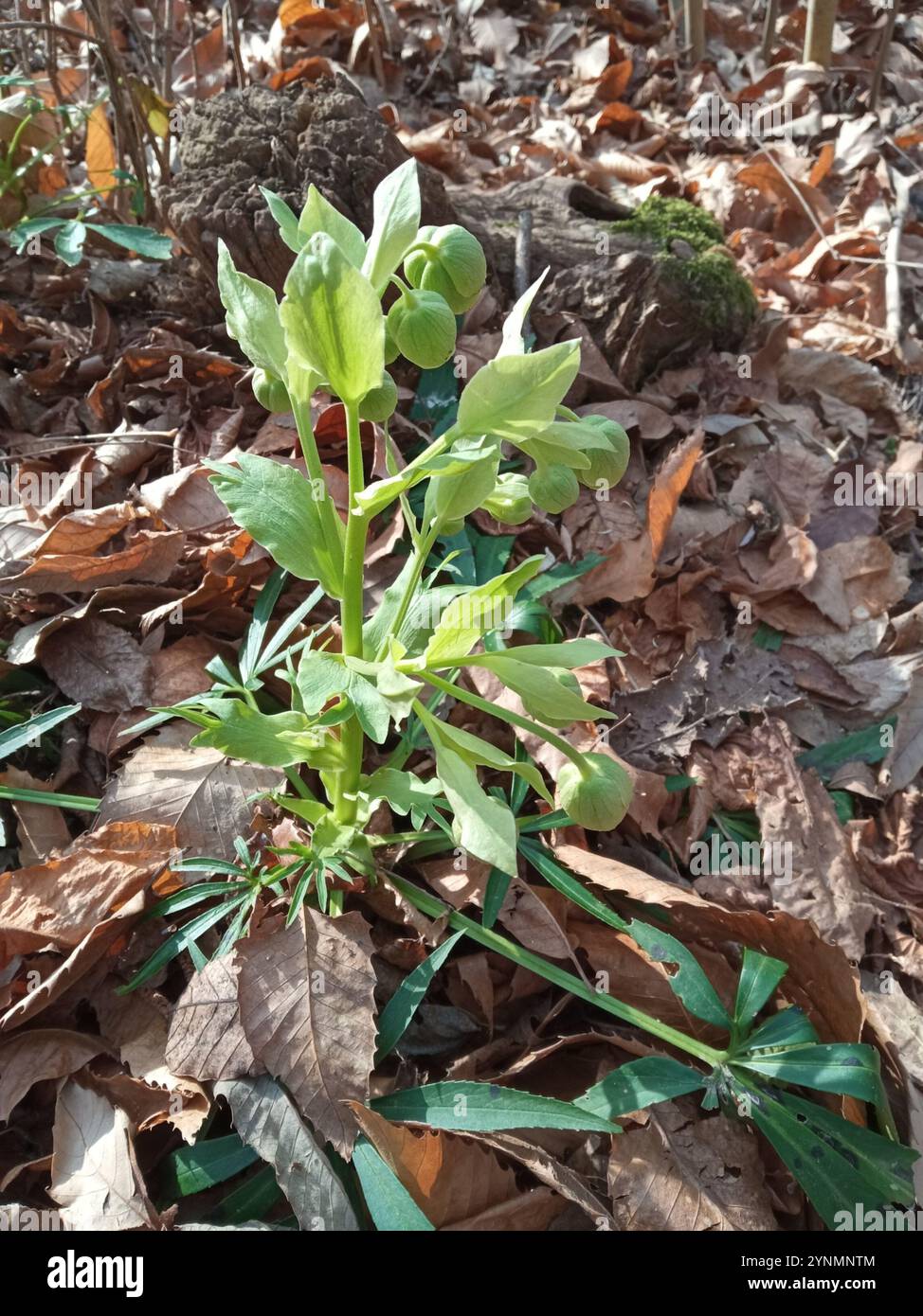 Stinking hellebore (Helleborus foetidus Stock Photo - Alamy