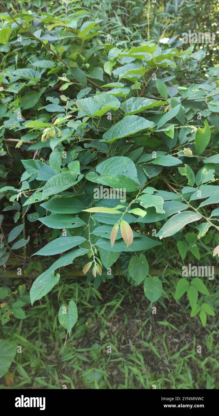 Pop-gun Seed (Bridelia tomentosa Stock Photo - Alamy