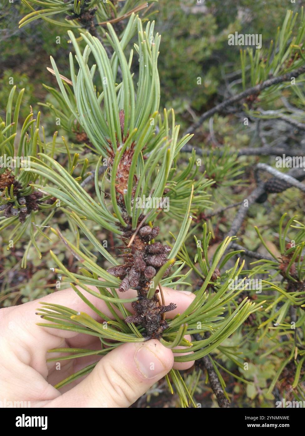 lodgepole pine (Pinus contorta Stock Photo - Alamy