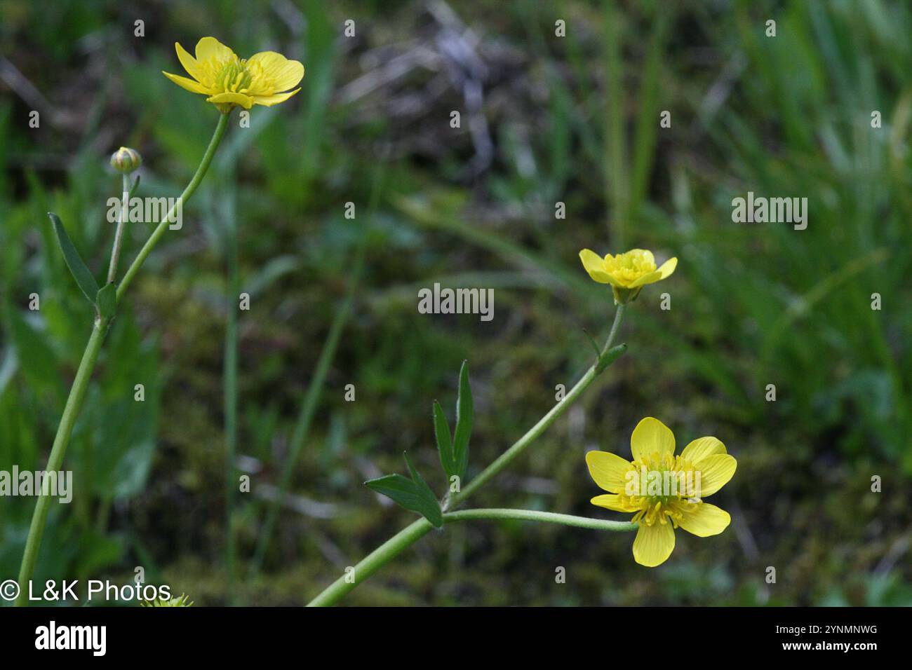 Western Buttercup (Ranunculus occidentalis Stock Photo - Alamy