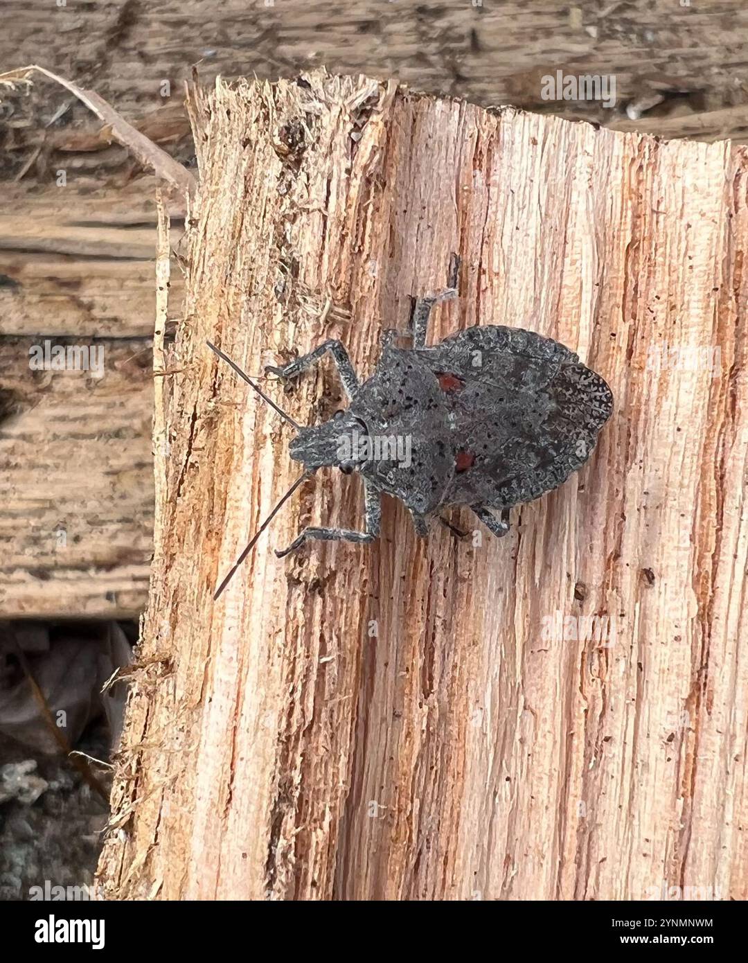 Rough stink bugs brochymena hi-res stock photography and images - Alamy
