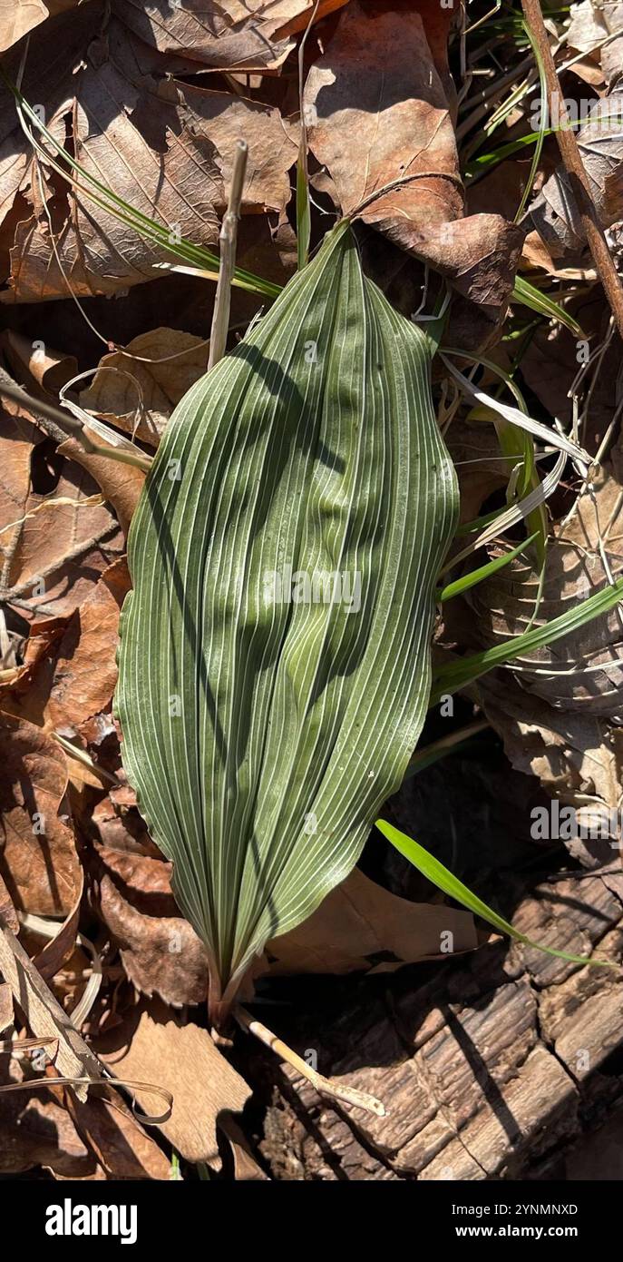putty root (Aplectrum hyemale Stock Photo - Alamy
