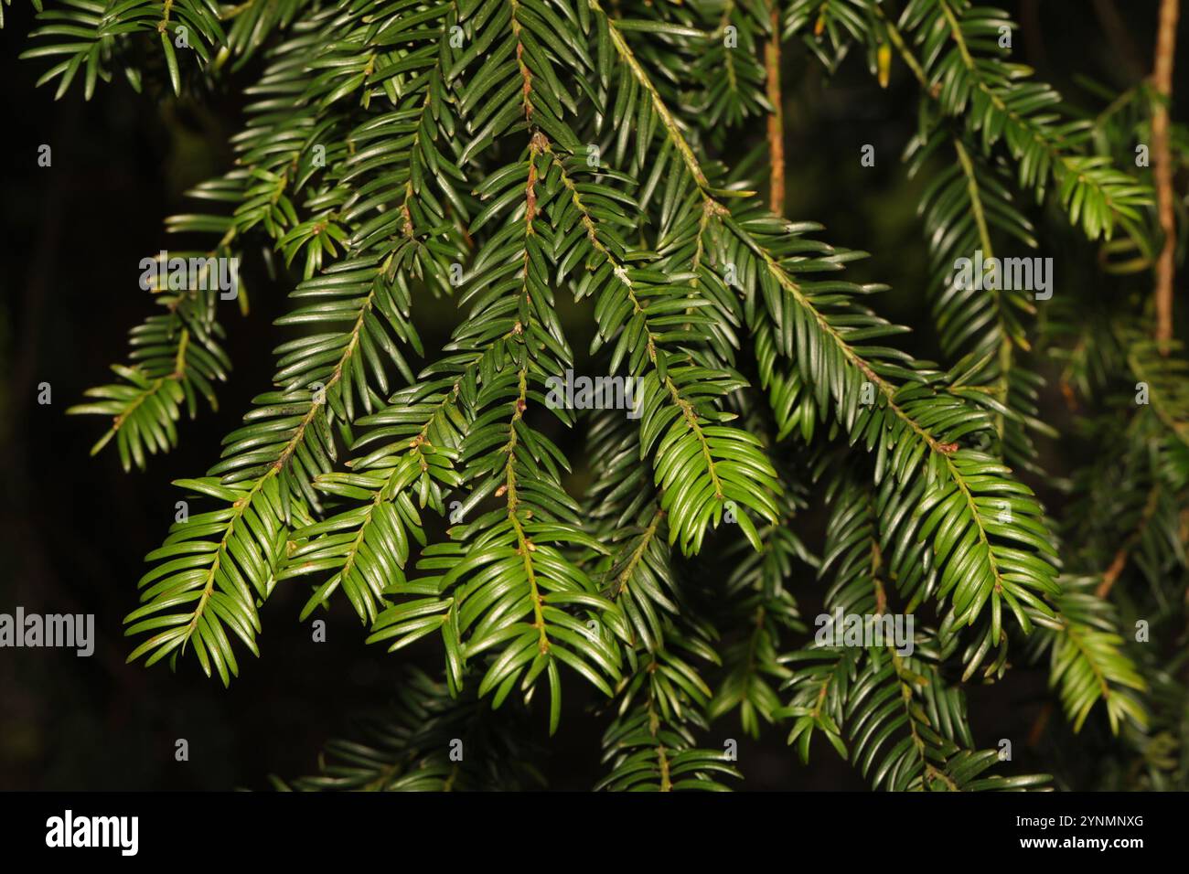 common yew (Taxus baccata Stock Photo - Alamy