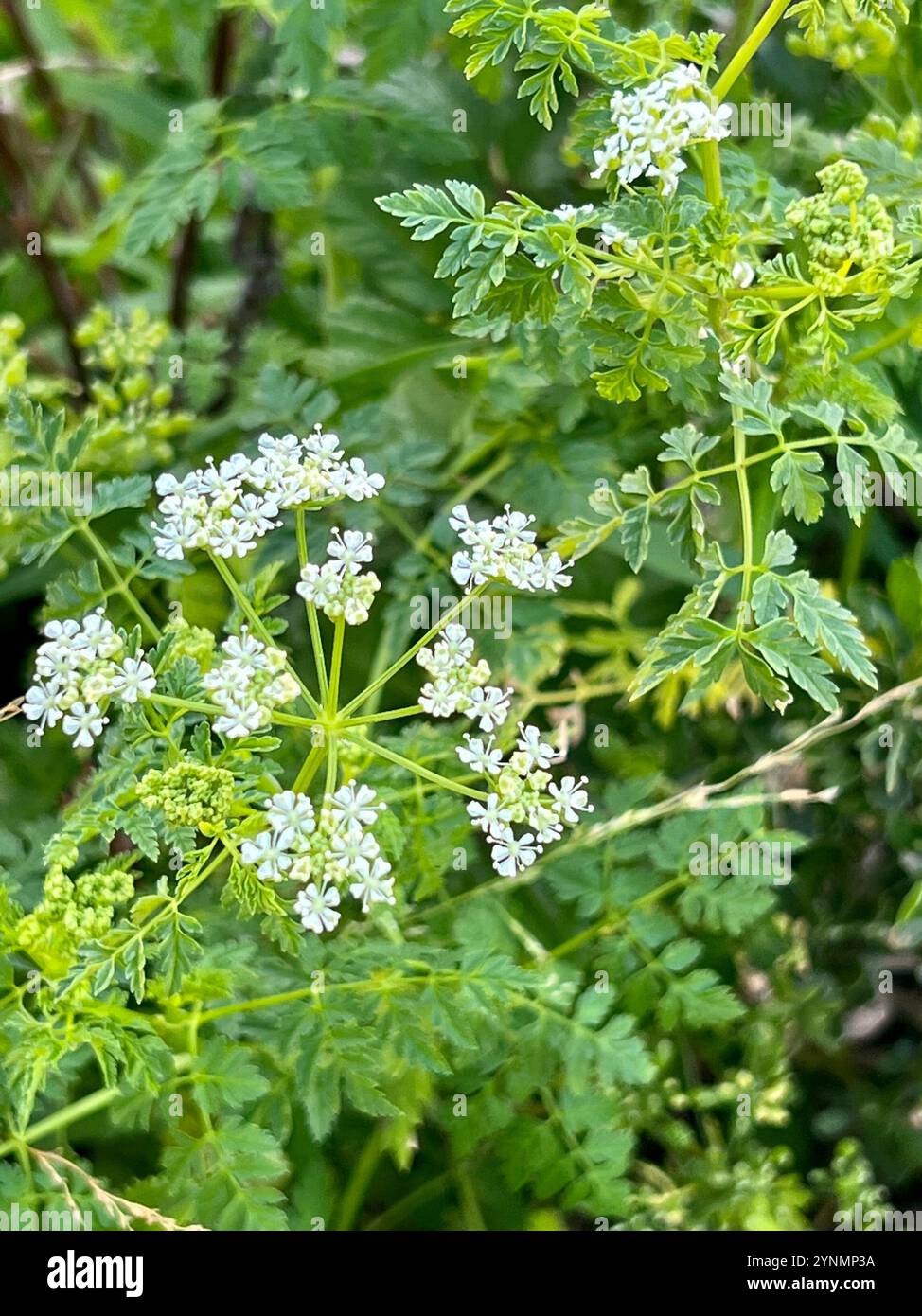 poison hemlock (Conium maculatum Stock Photo - Alamy