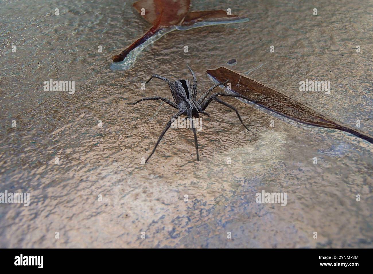 Wandering Ghost Spiders (Argoctenus Stock Photo - Alamy