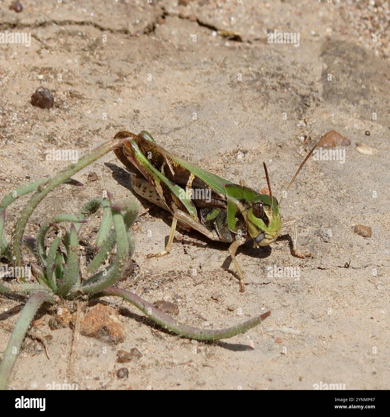 Australian yellow winged locust hi-res stock photography and images - Alamy