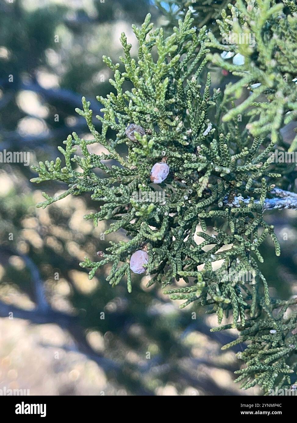 One-seed Juniper (Juniperus monosperma Stock Photo - Alamy