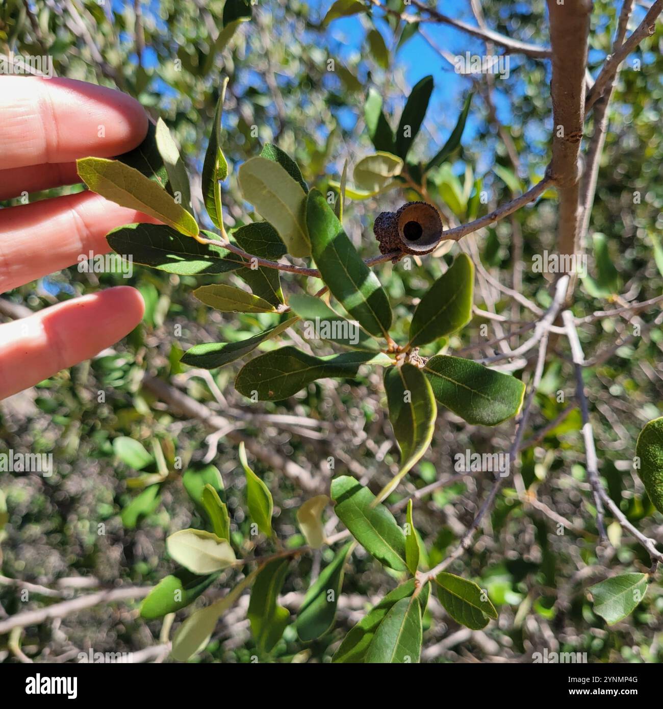 Torrey's Hybrid Oak (Quercus × acutidens Stock Photo - Alamy