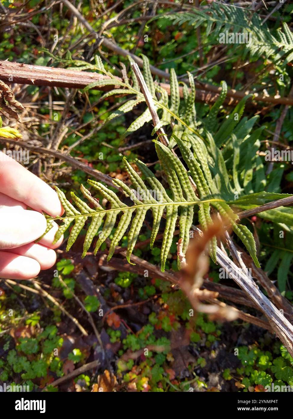 licorice fern (Polypodium glycyrrhiza Stock Photo - Alamy