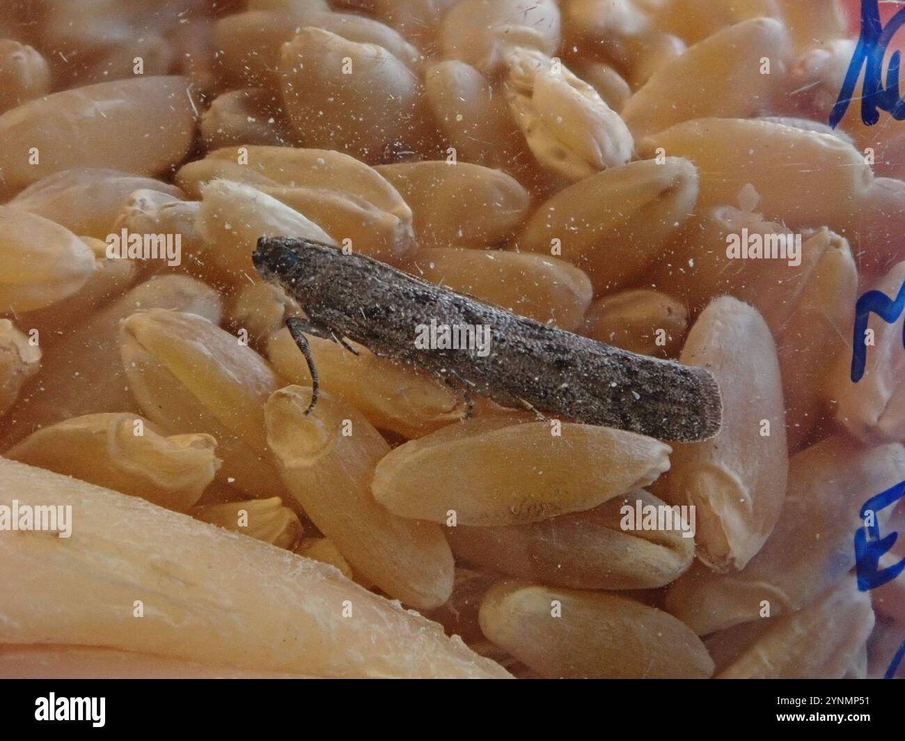 Mediterranean Flour Moth (Ephestia kuehniella Stock Photo - Alamy