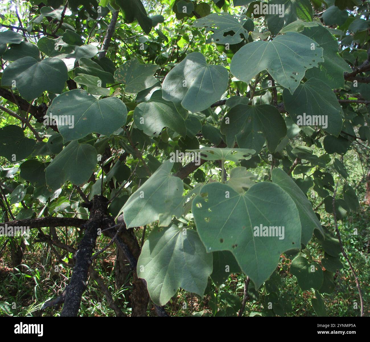 chewing gum tree (Thespesia garckeana Stock Photo - Alamy