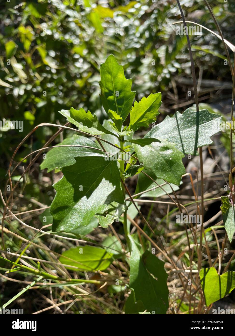 groundsel tree (Baccharis halimifolia Stock Photo - Alamy