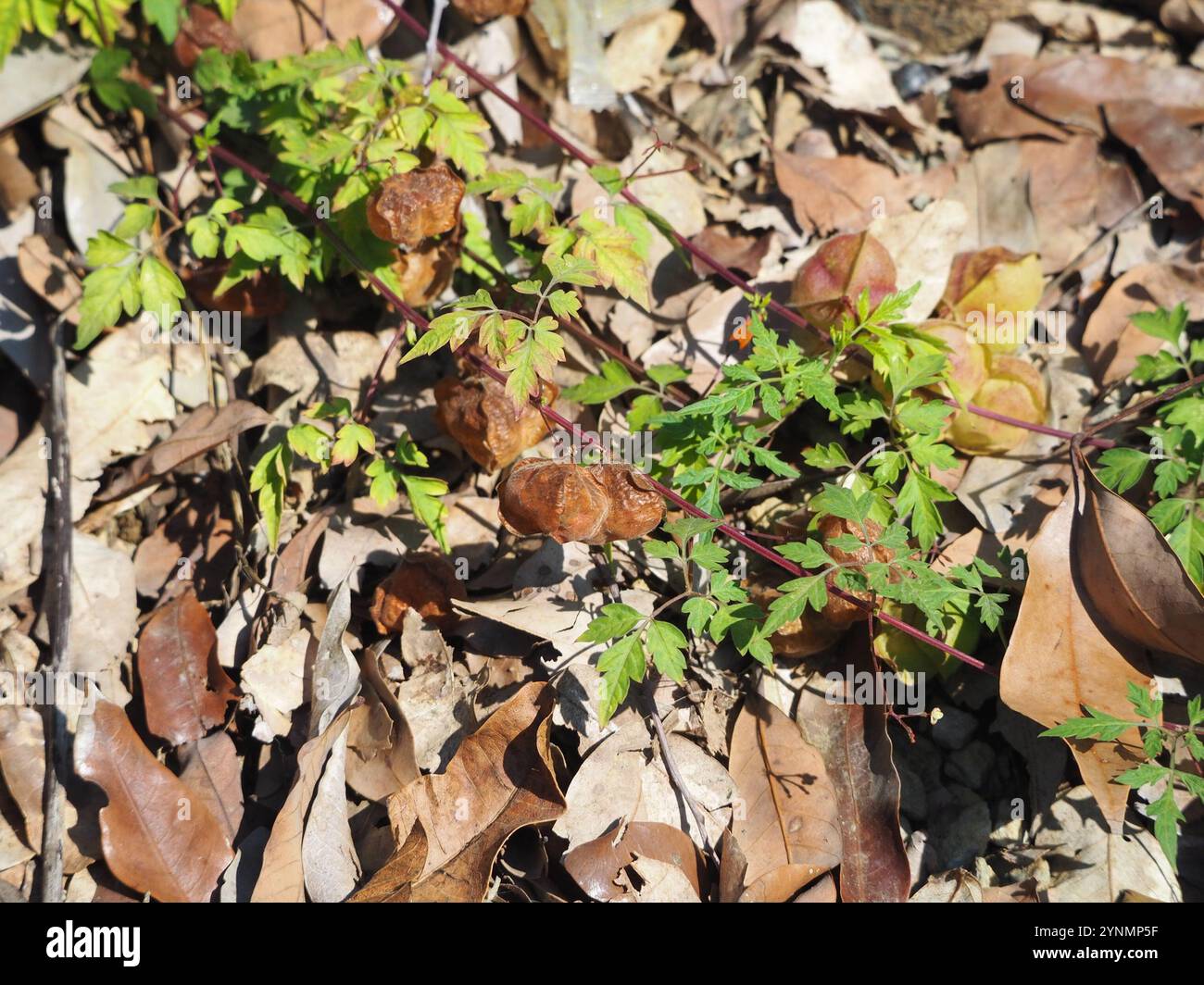 Lesser Balloon Vine (Cardiospermum halicacabum Stock Photo - Alamy