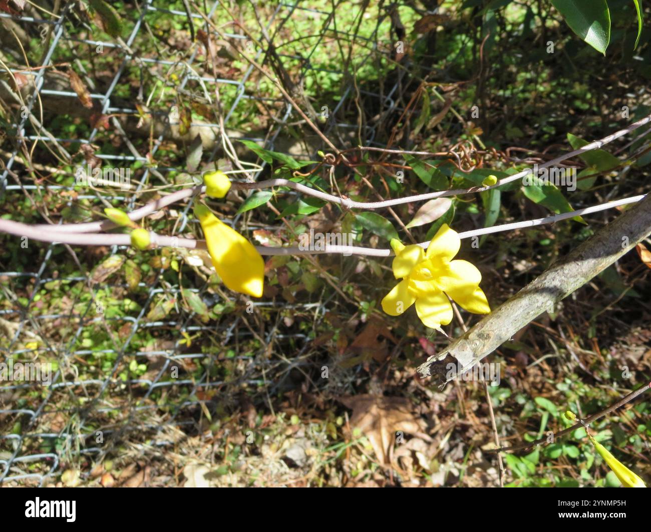 yellow jessamine (Gelsemium sempervirens Stock Photo - Alamy