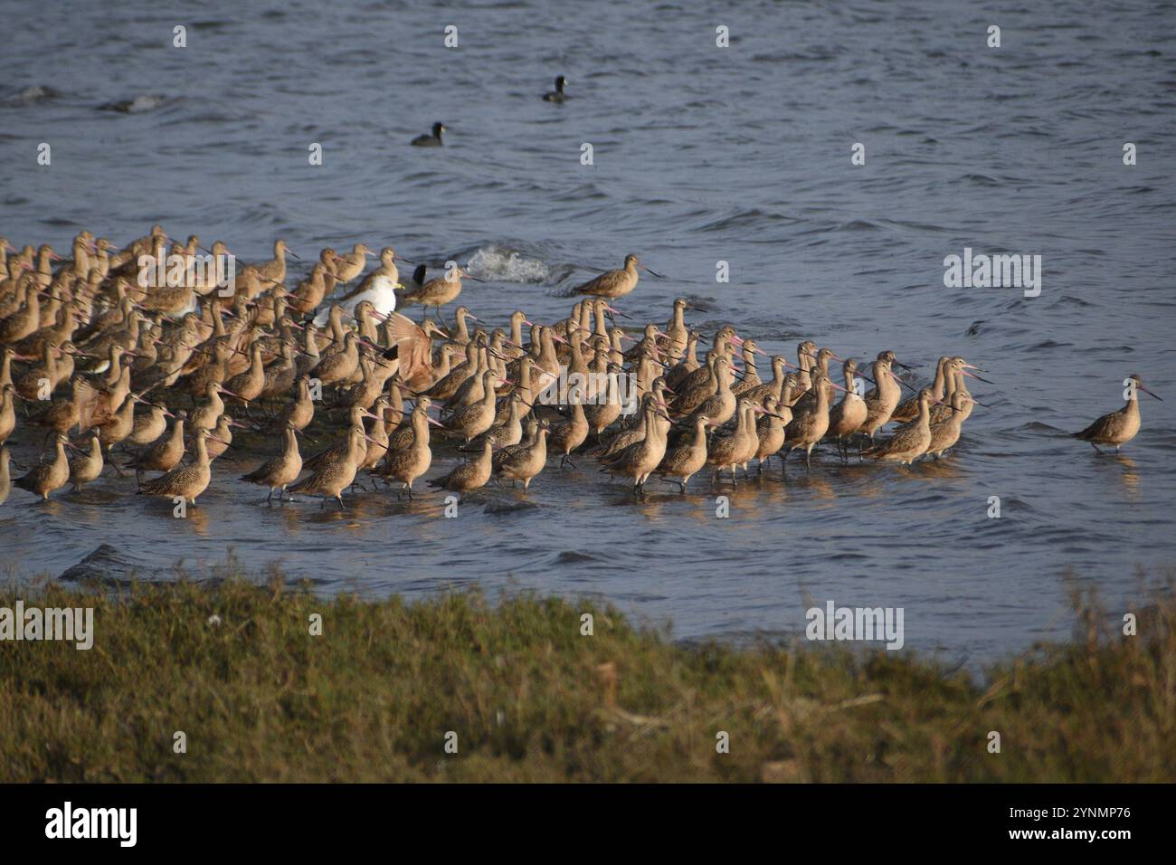 Marbled Godwit (Limosa fedoa Stock Photo - Alamy