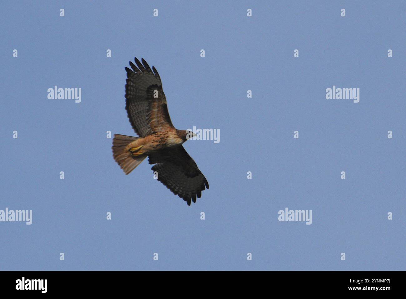 Western Red-tailed Hawk (Buteo jamaicensis calurus Stock Photo - Alamy