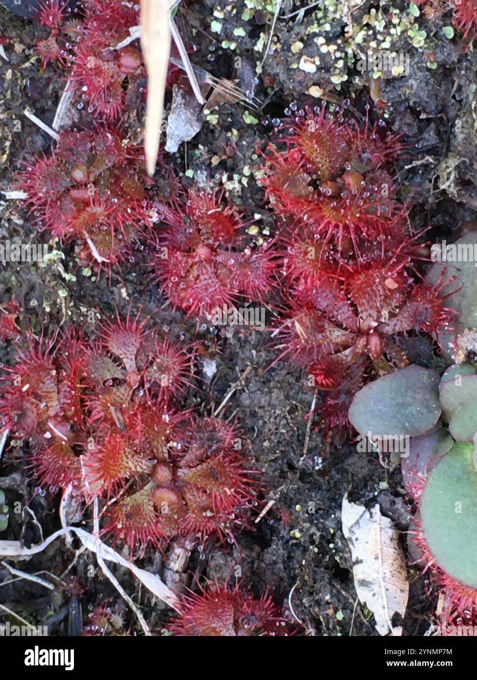 dwarf sundew (Drosera brevifolia Stock Photo - Alamy