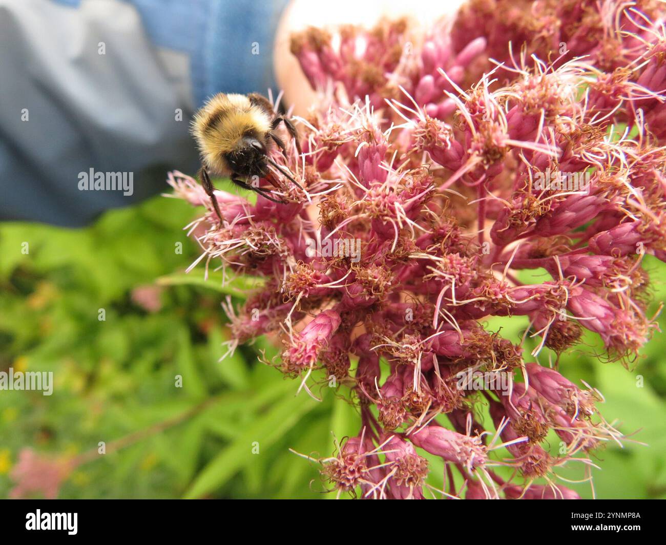 Indiscriminate Cuckoo Bumble Bee (Bombus insularis Stock Photo - Alamy