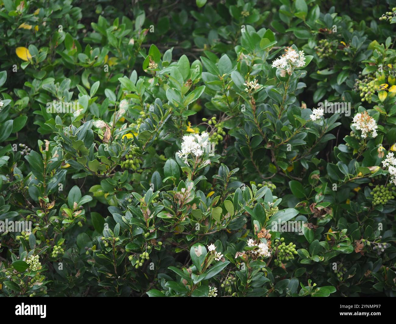 Ligustrum japonicum wax leaf hi-res stock photography and images - Alamy