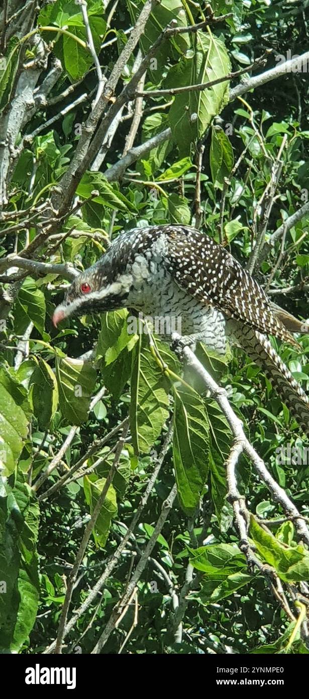 Pacific Koel (Eudynamys orientalis Stock Photo - Alamy