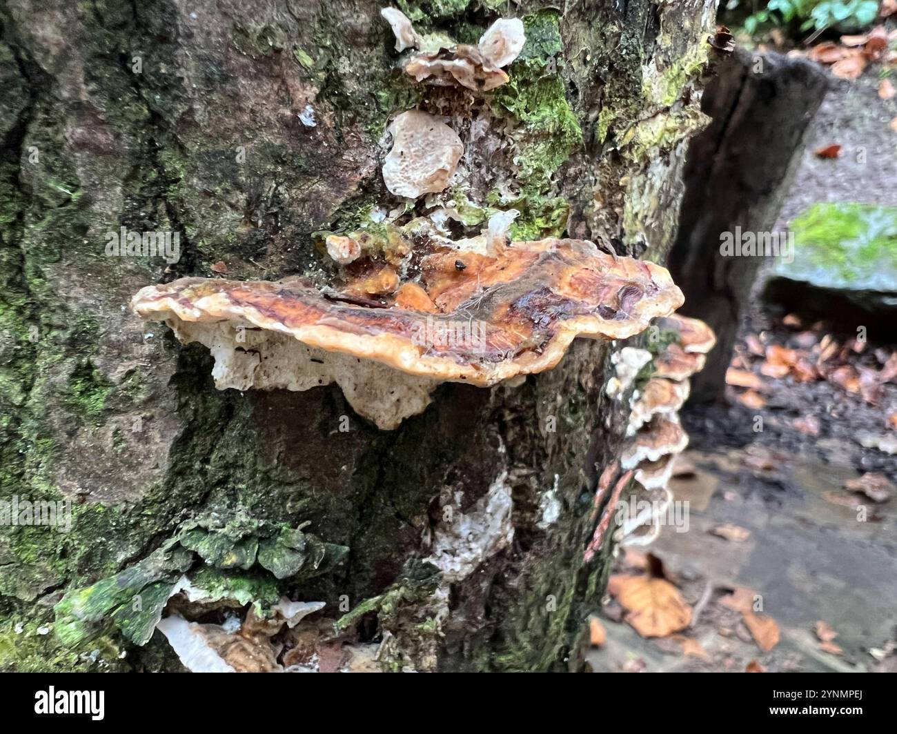 Mensularia radiata hi-res stock photography and images - Alamy