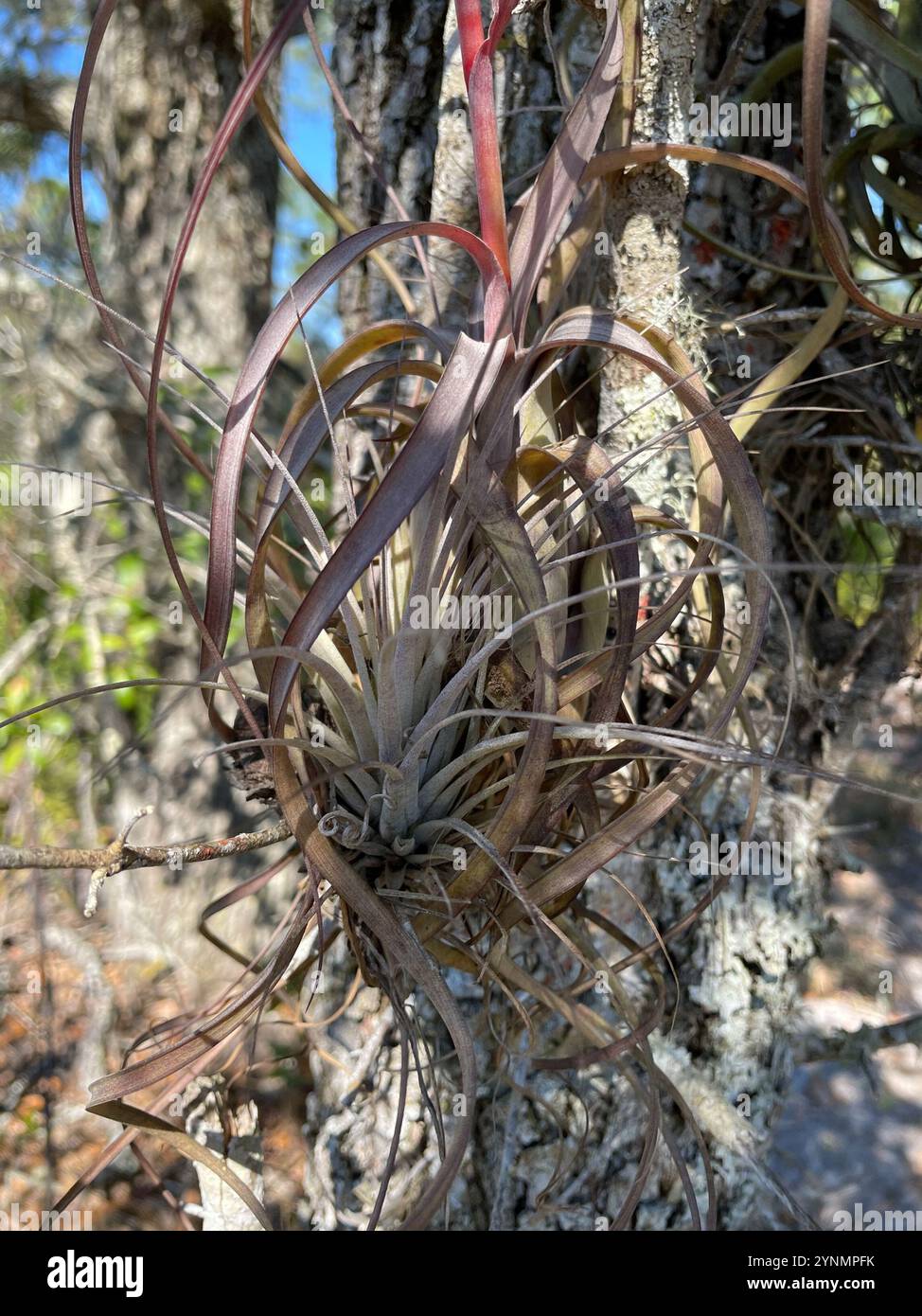 Balbis' airplant (Tillandsia balbisiana Stock Photo - Alamy