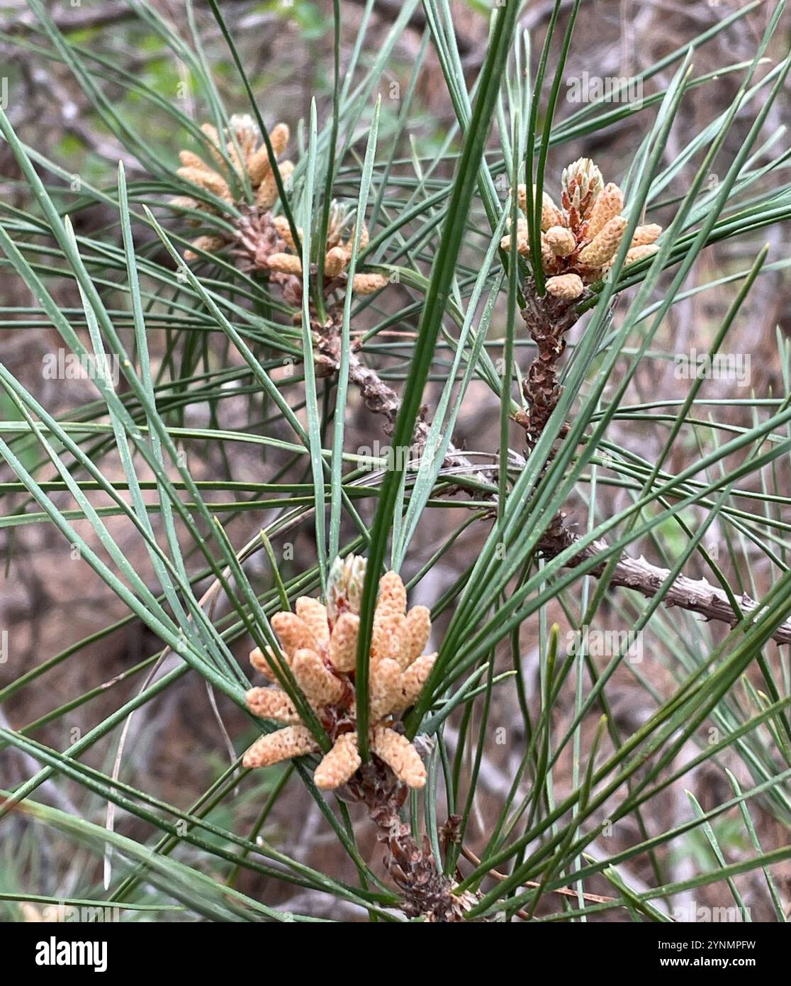 Monterey pine (Pinus radiata Stock Photo - Alamy