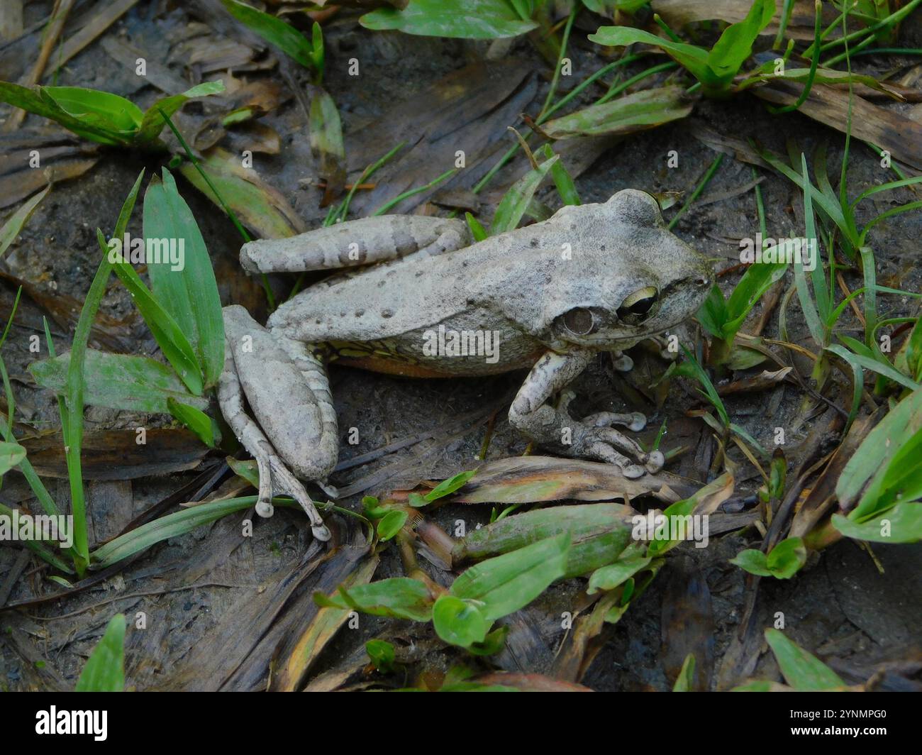 Cuban Tree Frog (Osteopilus septentrionalis Stock Photo - Alamy
