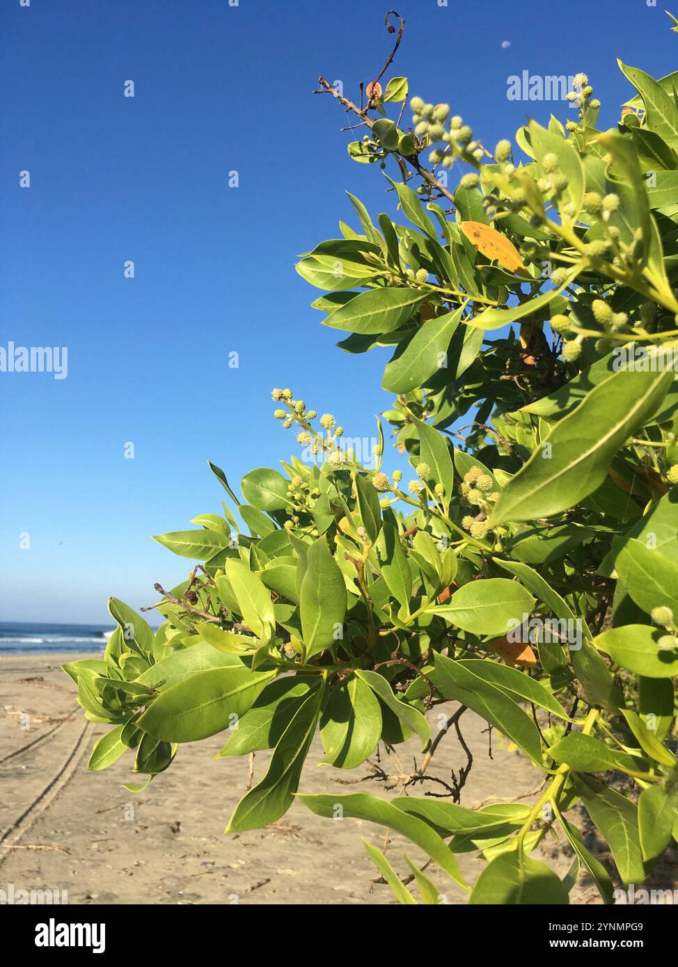 Green Buttonwood (Conocarpus erectus Stock Photo - Alamy