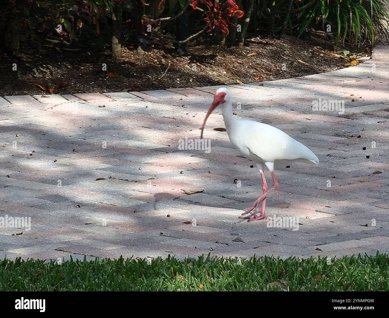 White Ibis (Eudocimus albus Stock Photo - Alamy