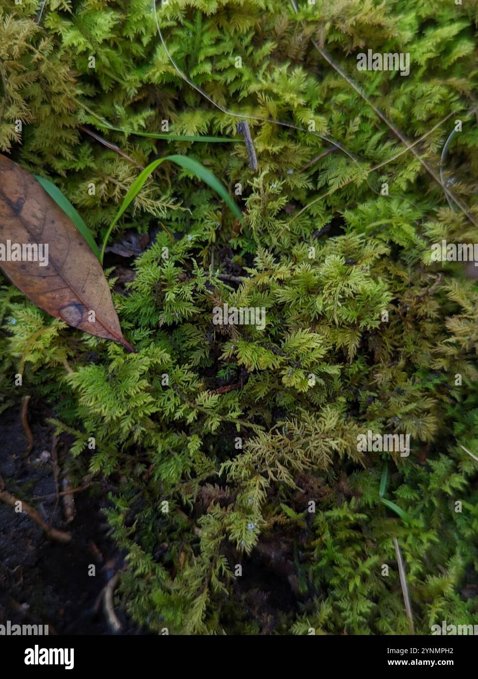 fern mosses (Thuidium Stock Photo - Alamy