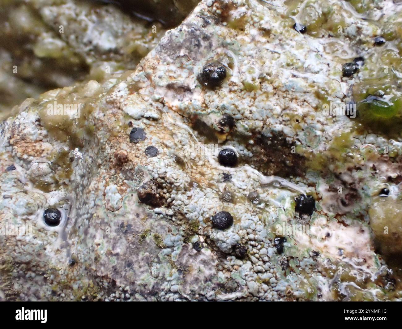 common lichens (Lecanoromycetes Stock Photo - Alamy