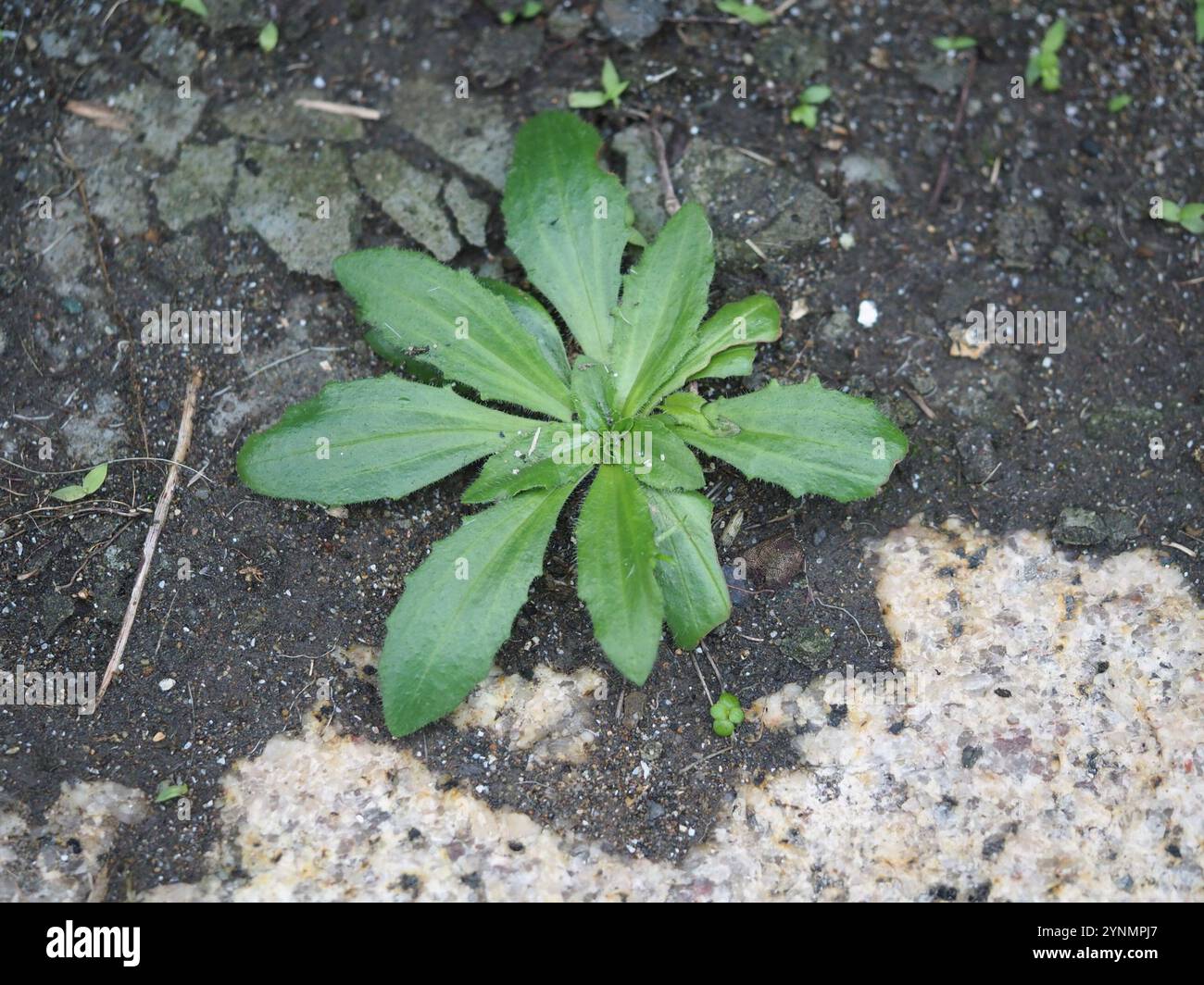 dwarf plantain (Plantago virginica Stock Photo - Alamy