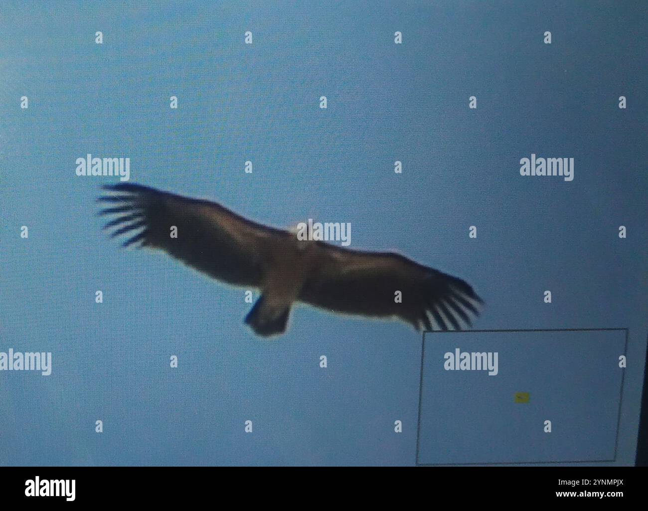 Indian Vulture (Gyps indicus Stock Photo - Alamy